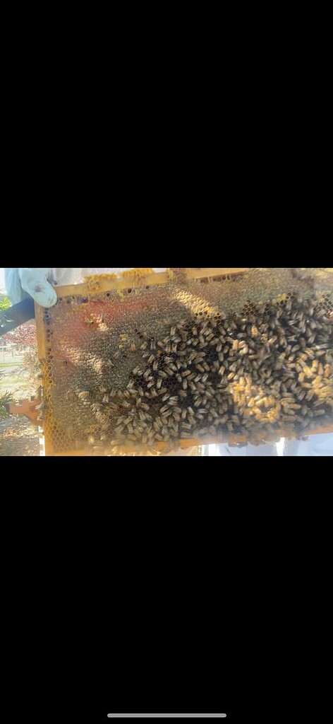 Advice on preparing hive for Winter in Gippsland, Vic, Australia ...