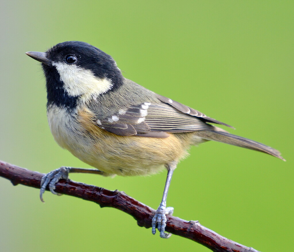 Are identical animals in different country's with different names ...