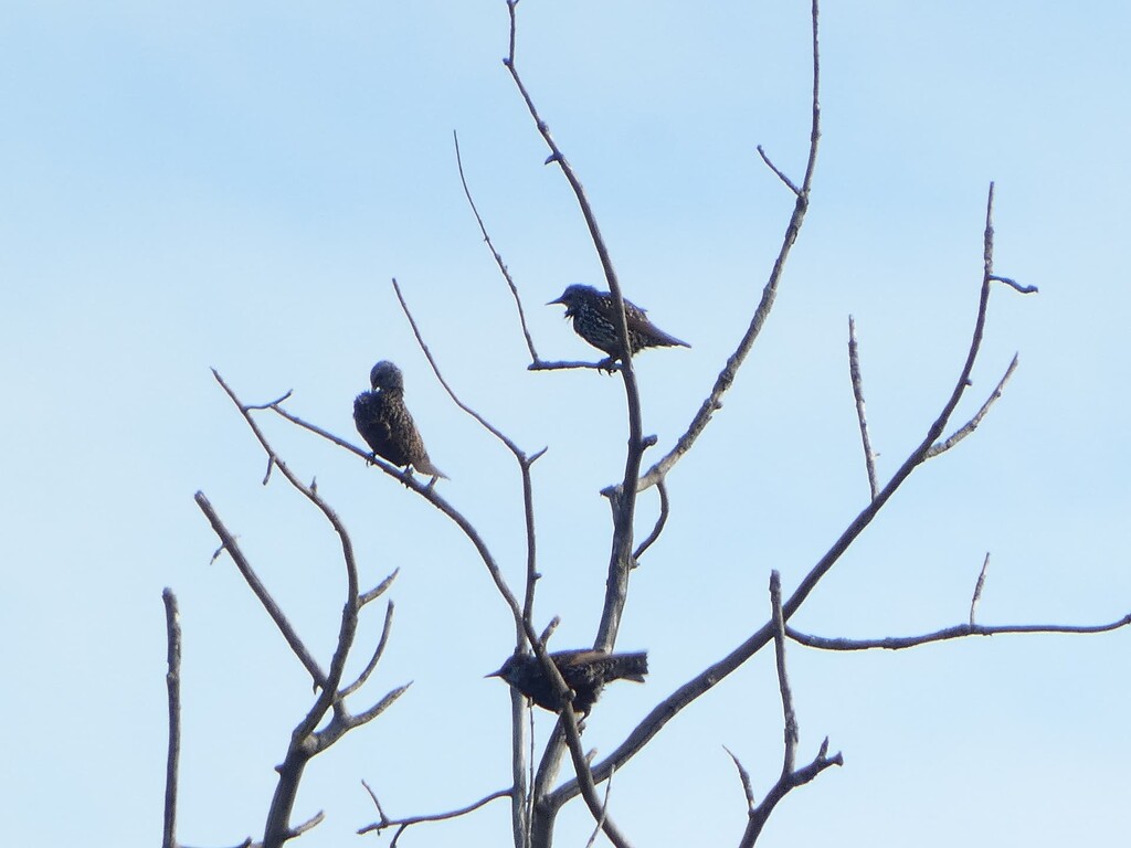 Why do birds poke own chest with bill? - Nature Talk - iNaturalist ...
