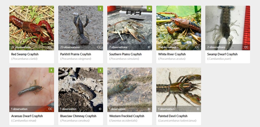 Observations links not working correctly with fields - Bug Reports - iNaturalist Community Forum