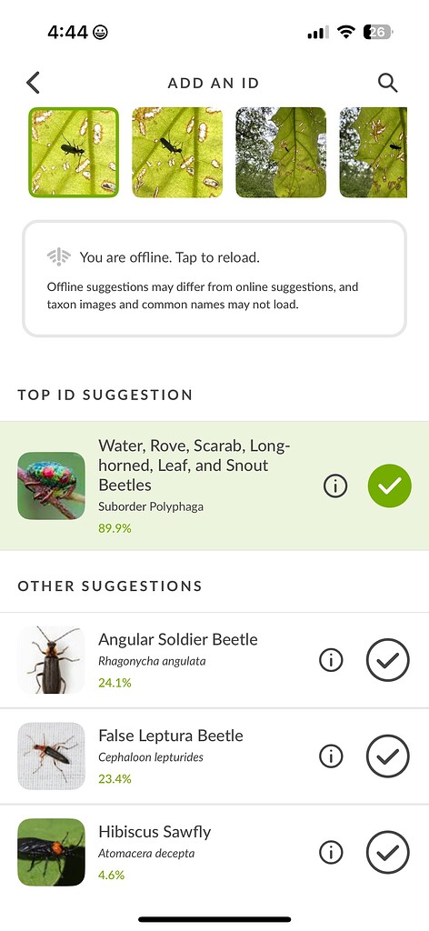 Uploads failing; ID "offline" - Bug Reports - iNaturalist Community Forum