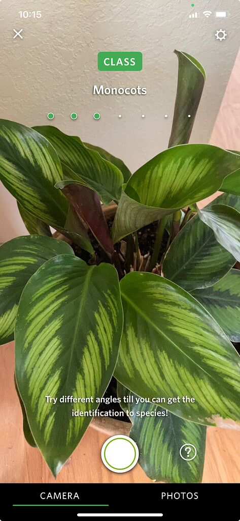 Seek not identifying correctly - Bug Reports - iNaturalist Community Forum