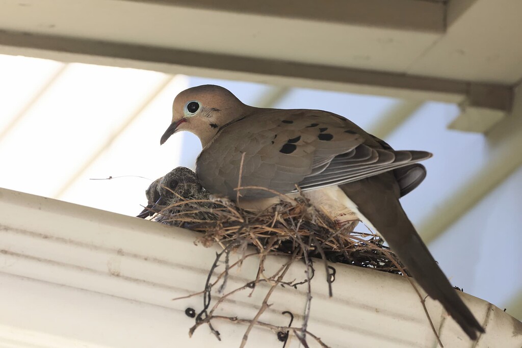 Weird nesting location for Mourning Doves - Nature Talk - iNaturalist ...