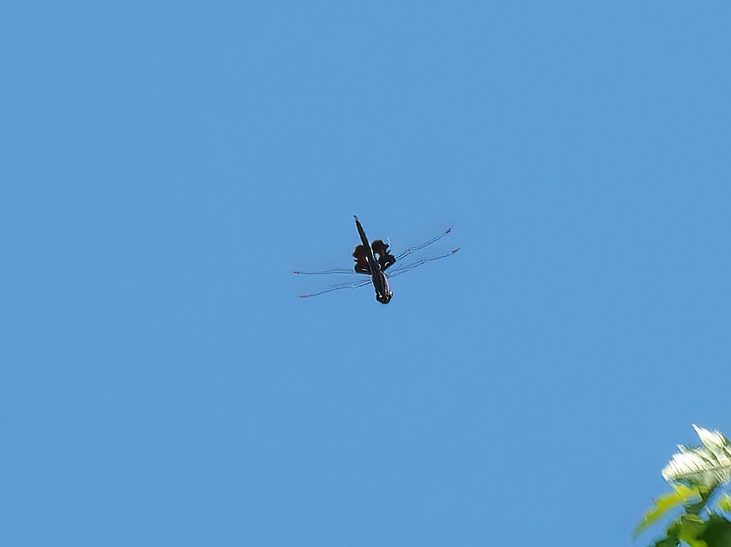 Furthest from the truth: what's the longest single insect photo ...