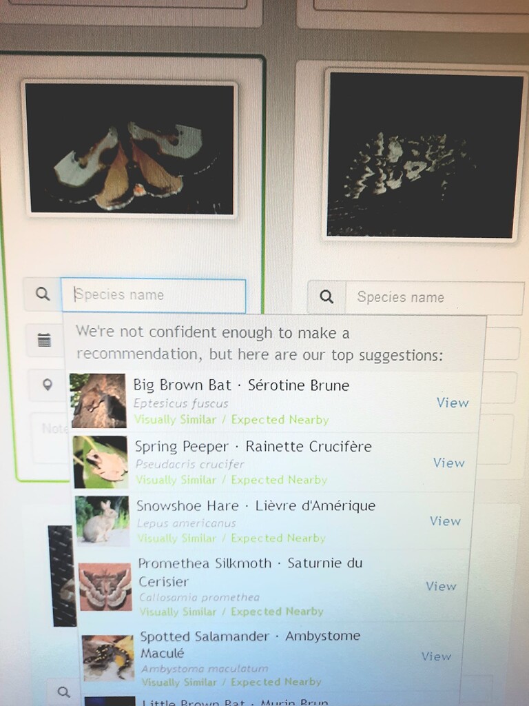 AI offline? Not working? - Bug Reports - iNaturalist Community Forum