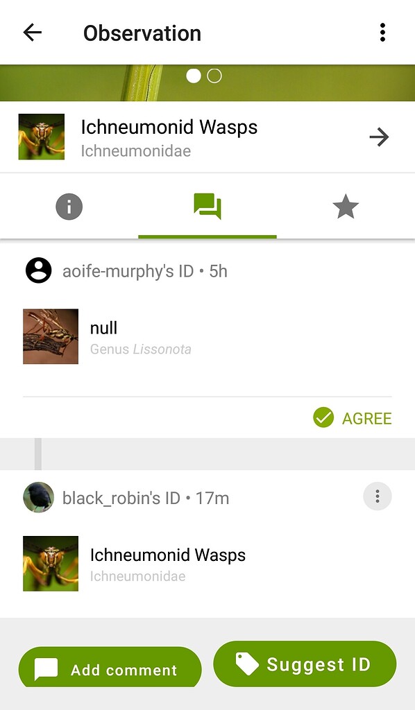 Taxon name is null - Bug Reports - iNaturalist Community Forum
