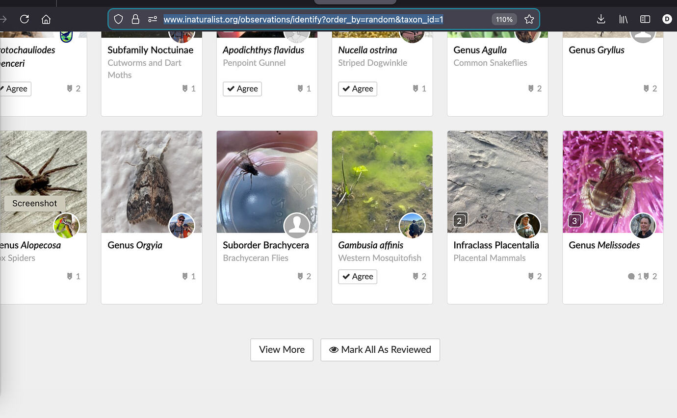 ID Page showing only one page of observations when order is set to "Random" - Bug Reports ...