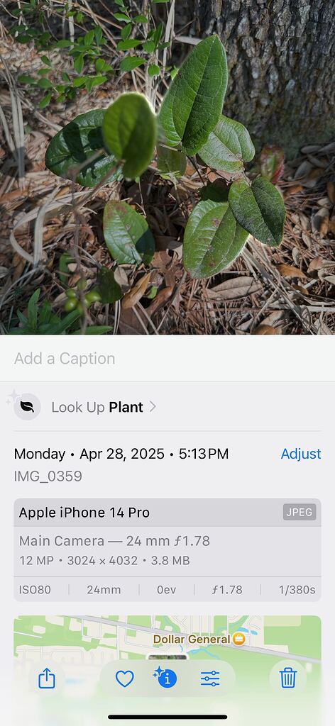 New iNat camera mode stores wrong format in Apple Photos gallery - Bug Reports - iNaturalist ...