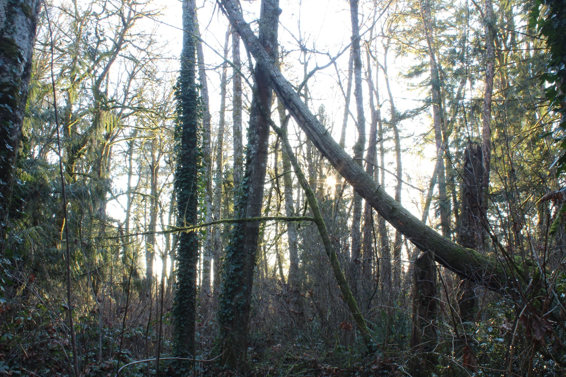 Should I help spread this Salal brush? - Nature Talk - iNaturalist ...