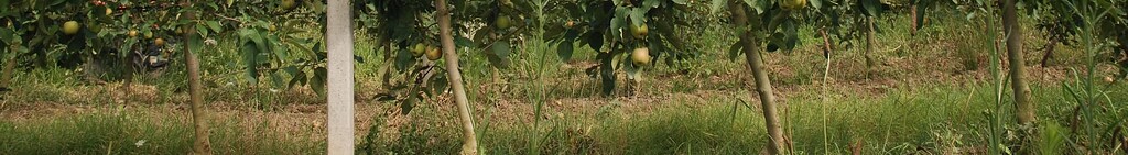 Help locate trunk of a tree - Python - OpenCV