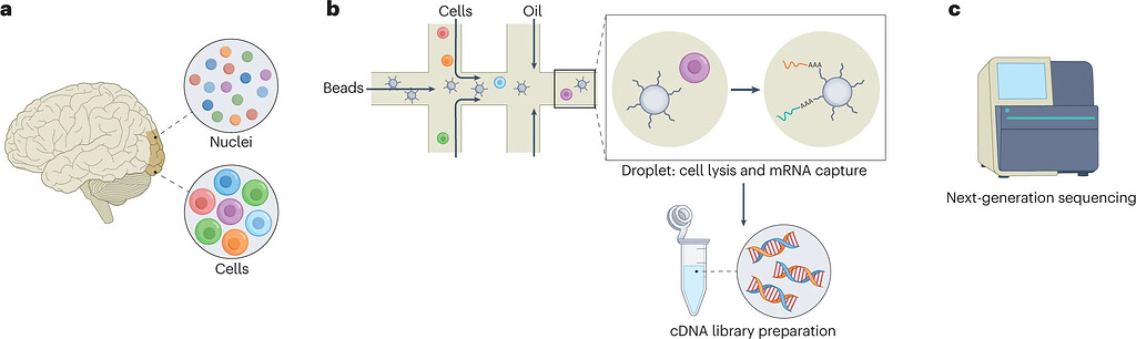 Single-cell, single nuclei, and spatial transcriptomics - Ideas and ...