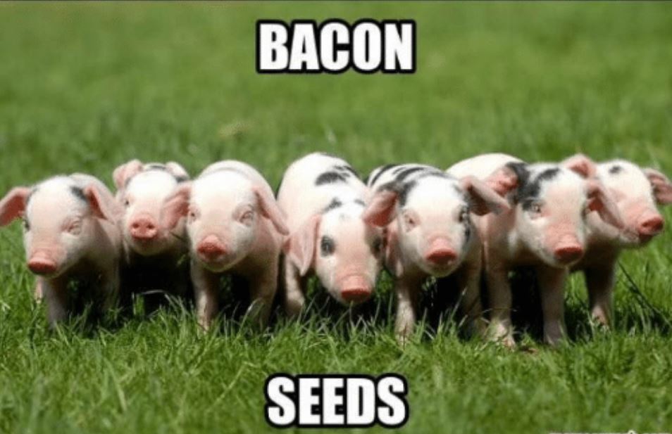 Bacon Seeds™ - Yay or Nay? - Water Cooler - Spiceworks Community