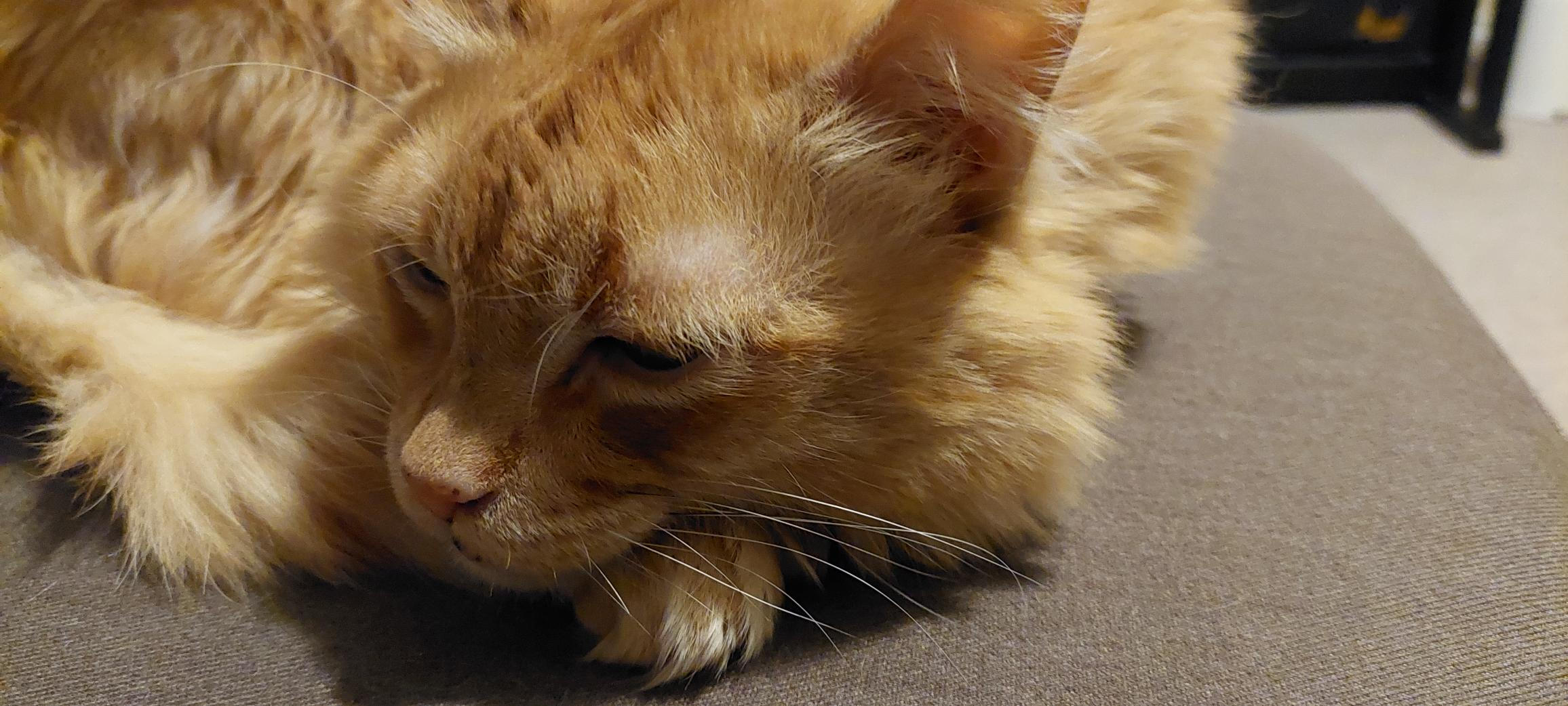 Snap! -- New Glenn, Orange Cat Mystery, Microsoft Caves - Spiceworks ...