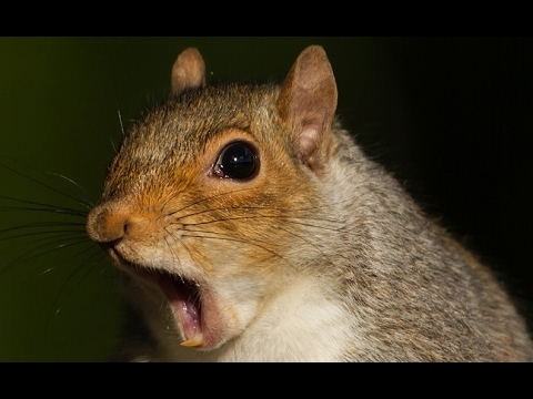 Squirrel Exploit Leaves Microsoft Teams Vulnerable to Privilege ...