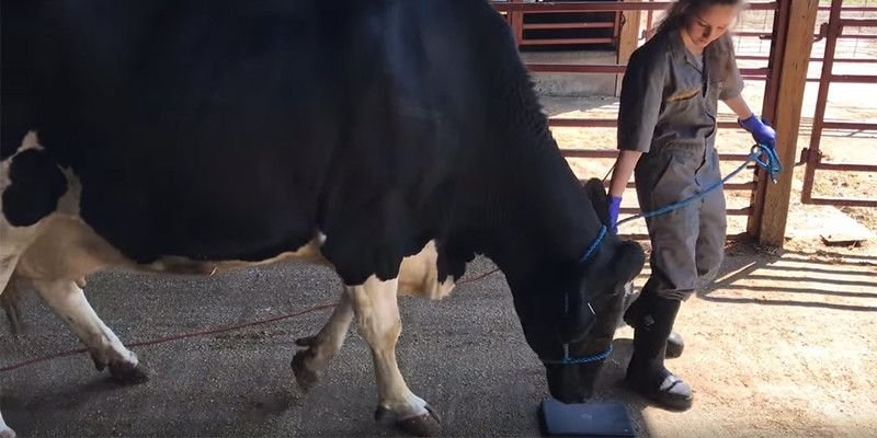 Can a Cow Stand on Your Chromebook? - Dell Technologies - Spiceworks ...
