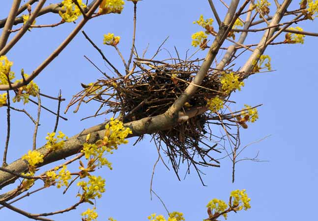 cmdlet to search for count of nested groups in AD - Programming & Development - Spiceworks Community