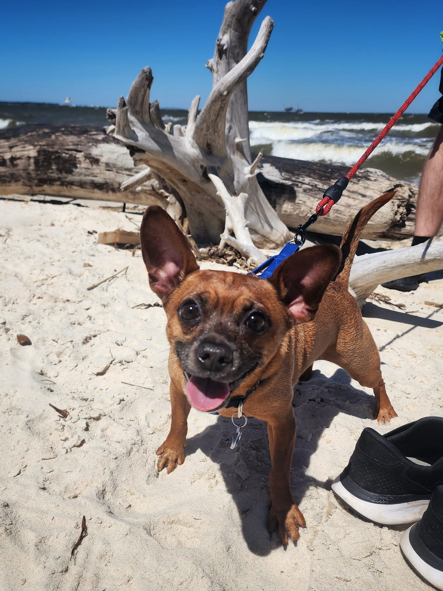 :w_box_o_crap: Share your 2024 Craps Here! - #1618 by burnsk80 ...