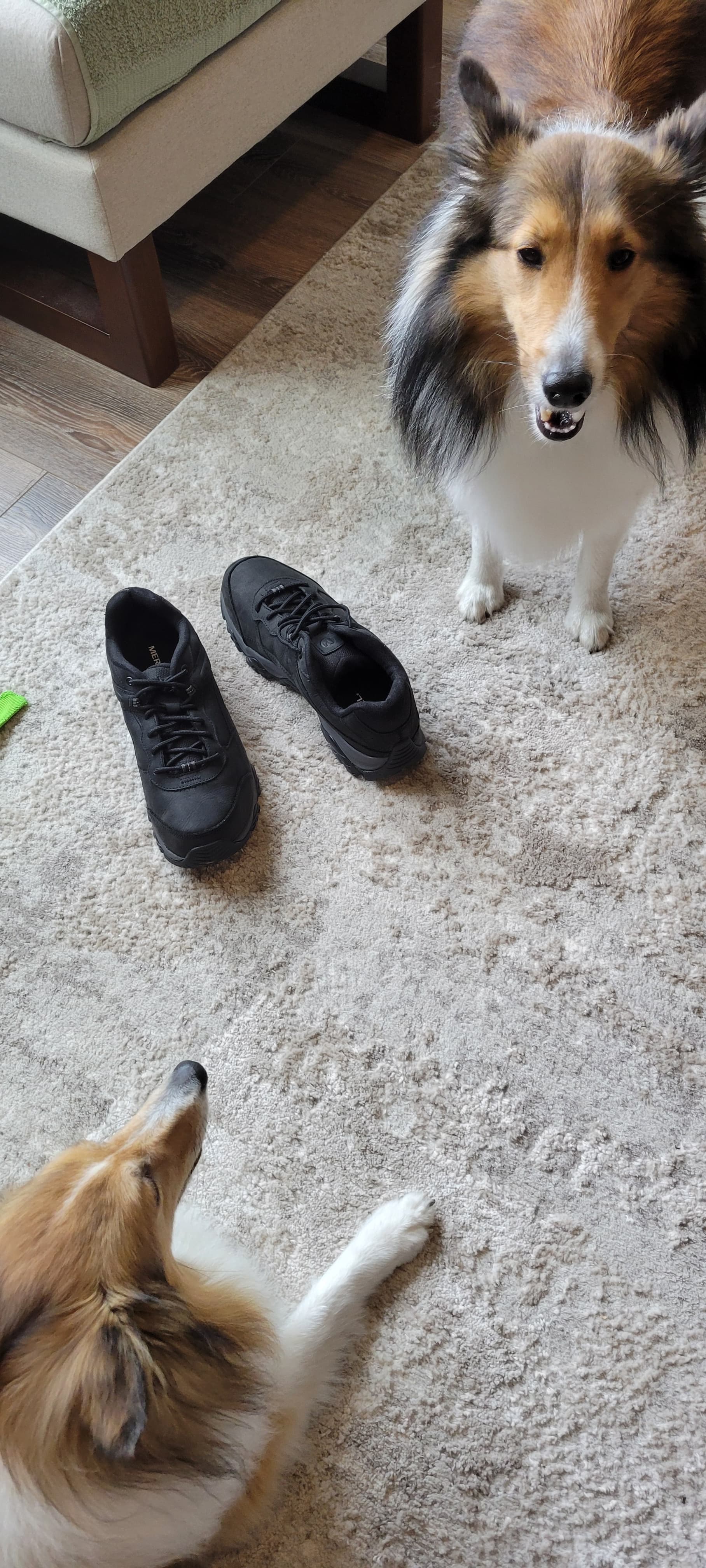 :w_box_o_crap: Share your 2024 Craps Here! - #1382 by daveinwarshington ...