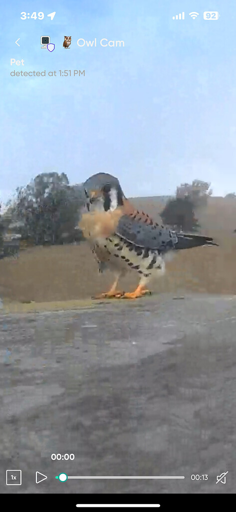 Owl House@ Night Falcon Perch by Day - Captured on Wyze - Wyze Forum