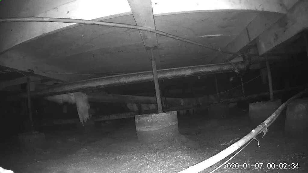 *New Species* Flying Centipede - Captured on Wyze - Wyze Forum